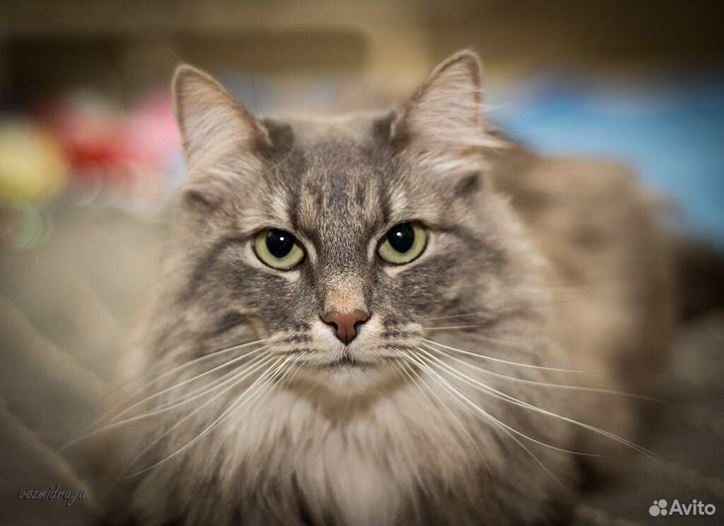 Ищем дом для кошечки Кнопы