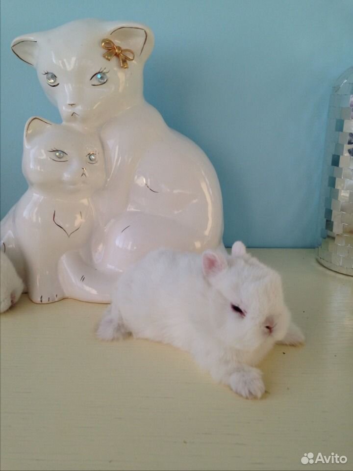 Белоснежки