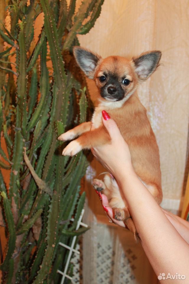 Породные супер мини