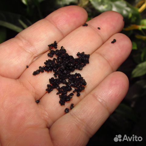 Dennerle crystal quartz черный