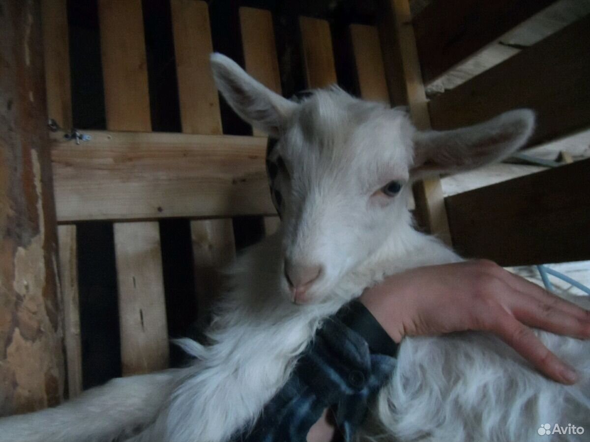 Козлик комолый