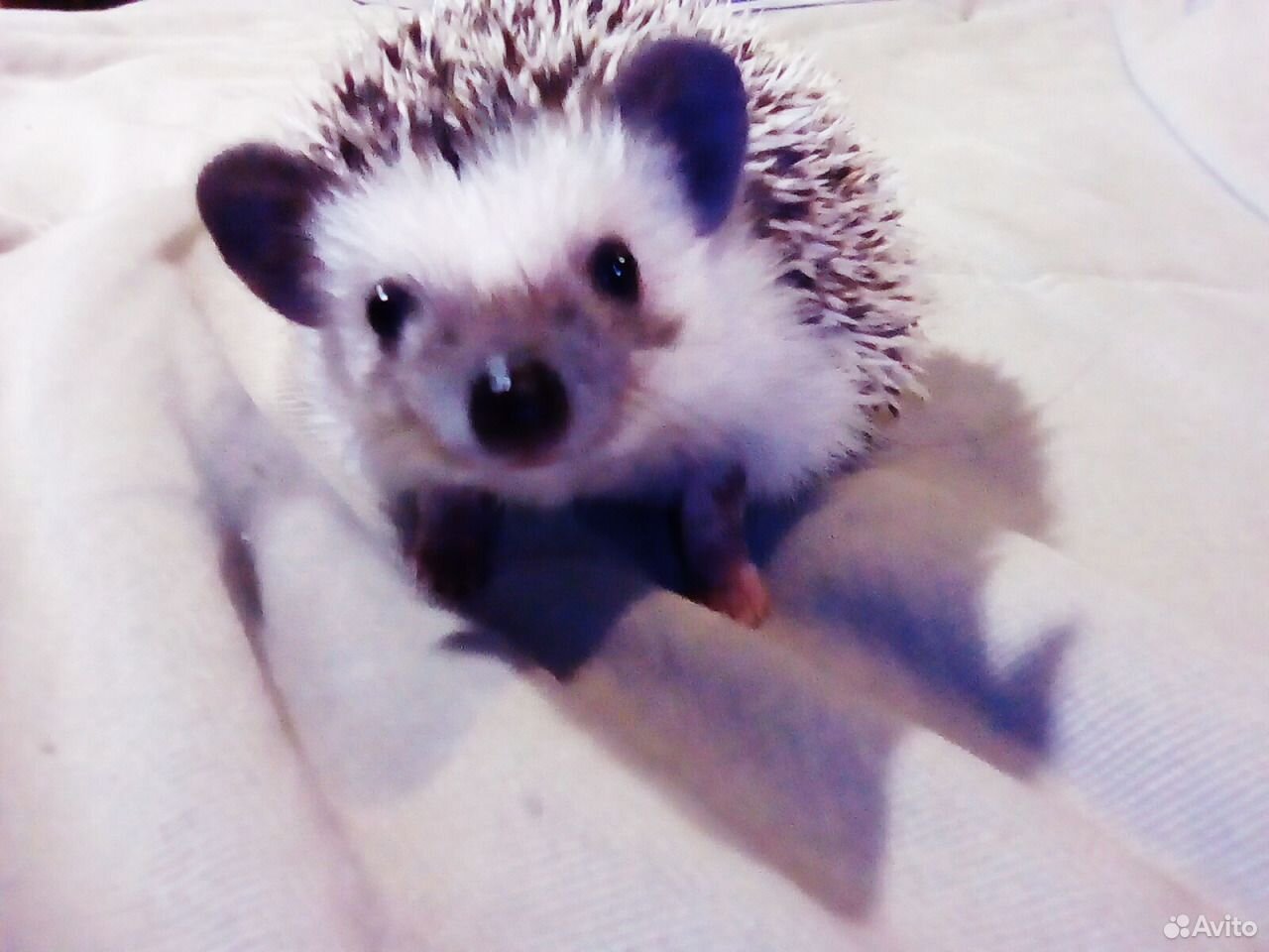 Купить ежонка
