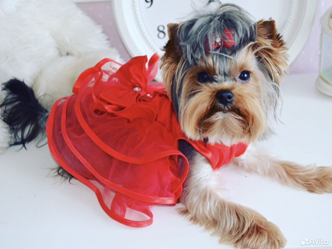 Волшебные платья для минисобачек