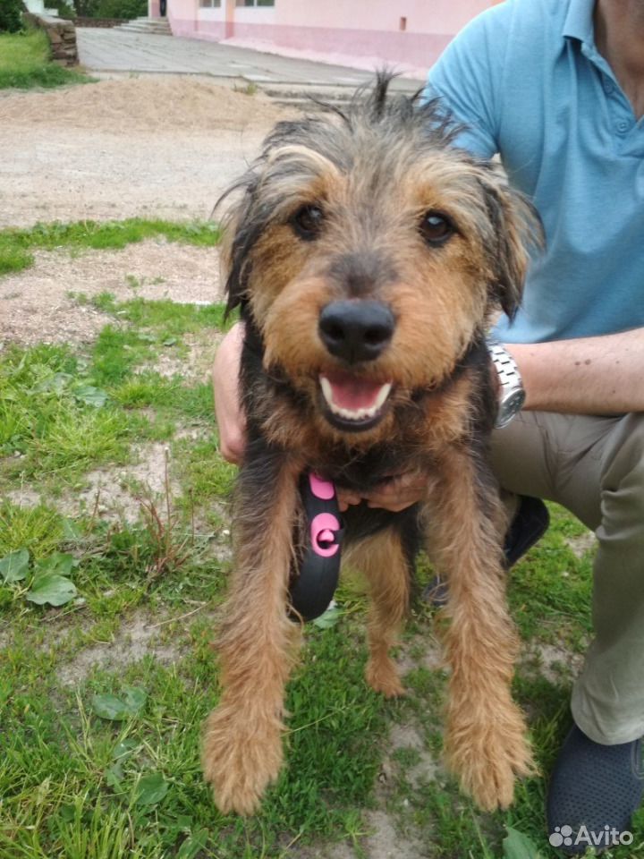 Молодая собака в опытные руки