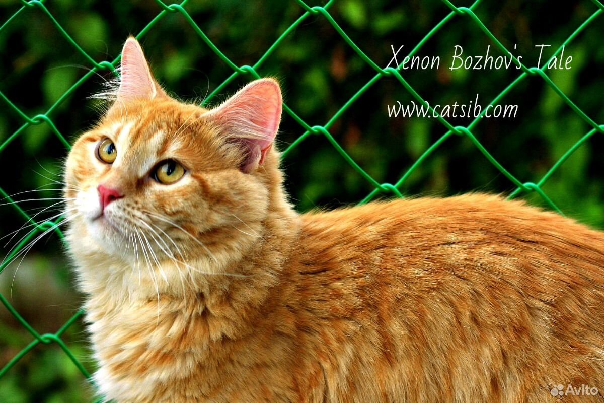 Солнечный сибирский котик из питомника