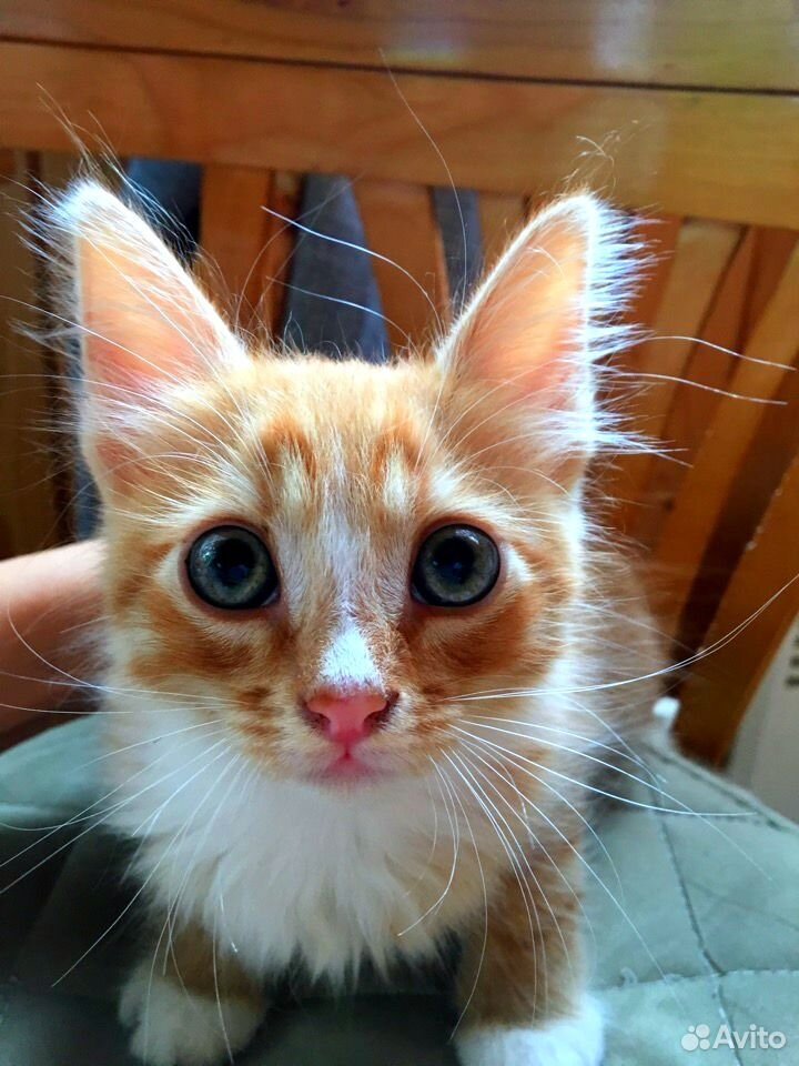 Очень рыжие котята