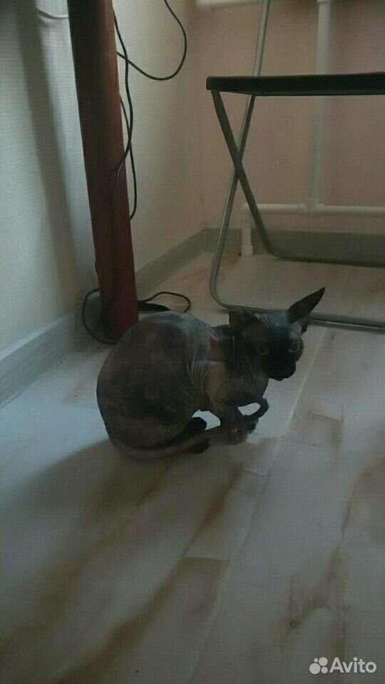 Отдам канадского сфинкса