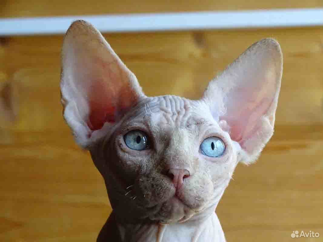 Котик 6 мес