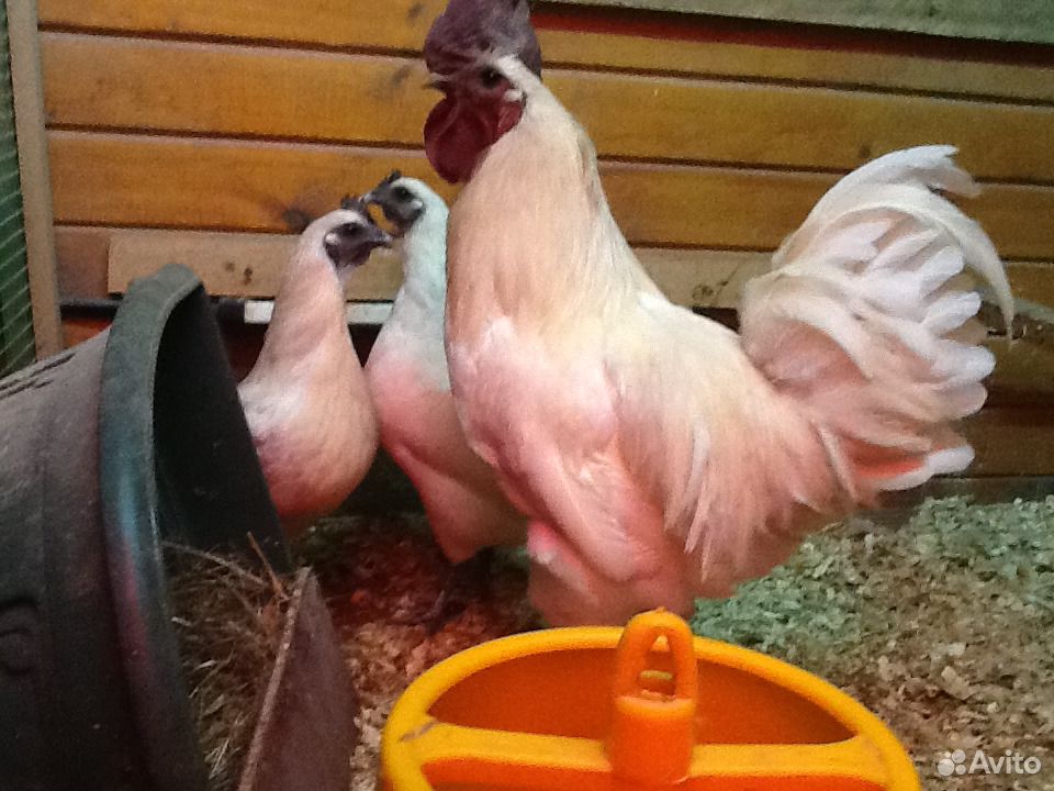 Ухейилюй, лакеданзи, шабо калифорнийский, кша