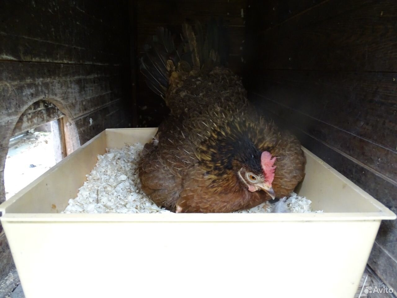 Цыплята бентамки (мини курицы)