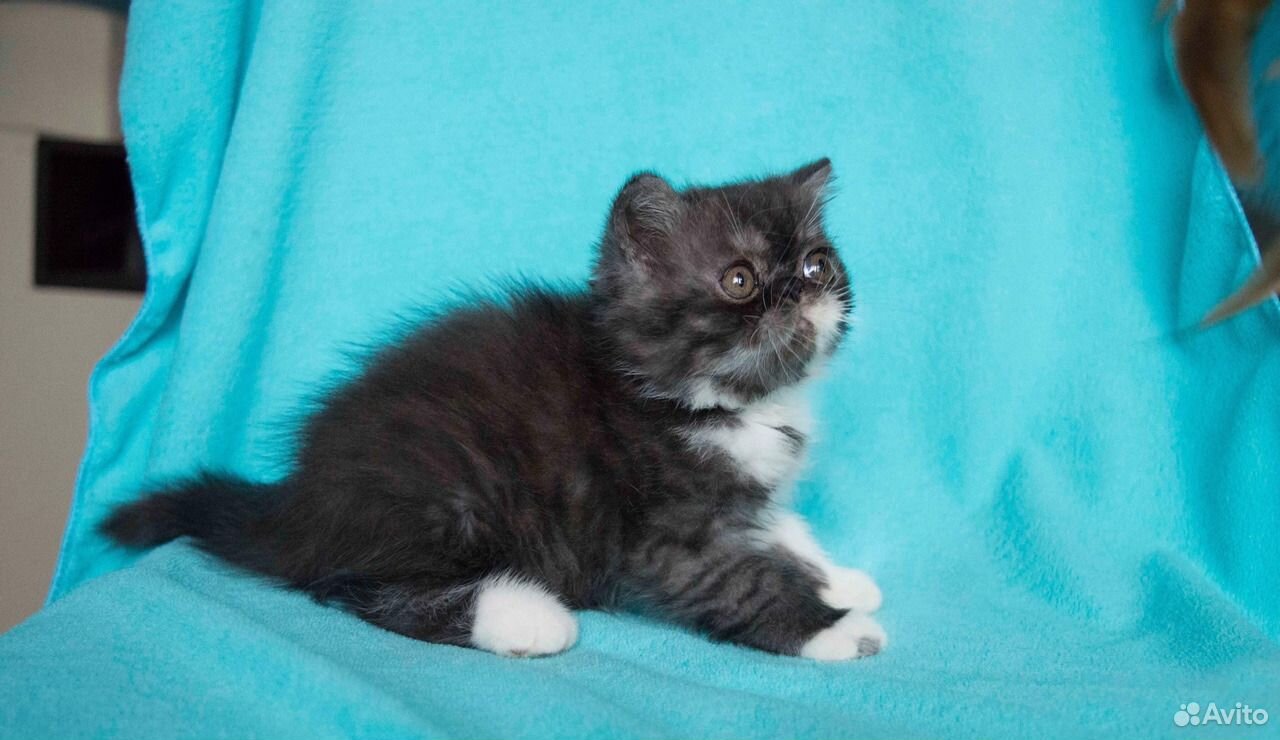 Экзотический мальчик