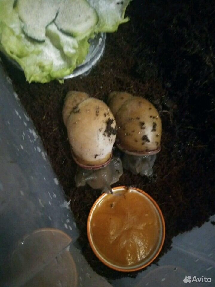 Мегасы Улитки