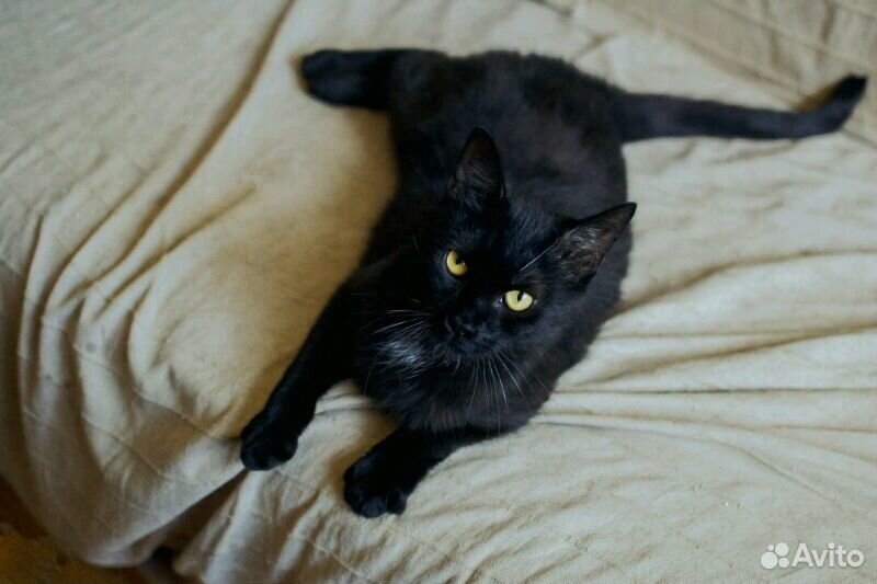 Котик Бани