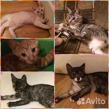 Маленькие котята от домашних кота и кошки