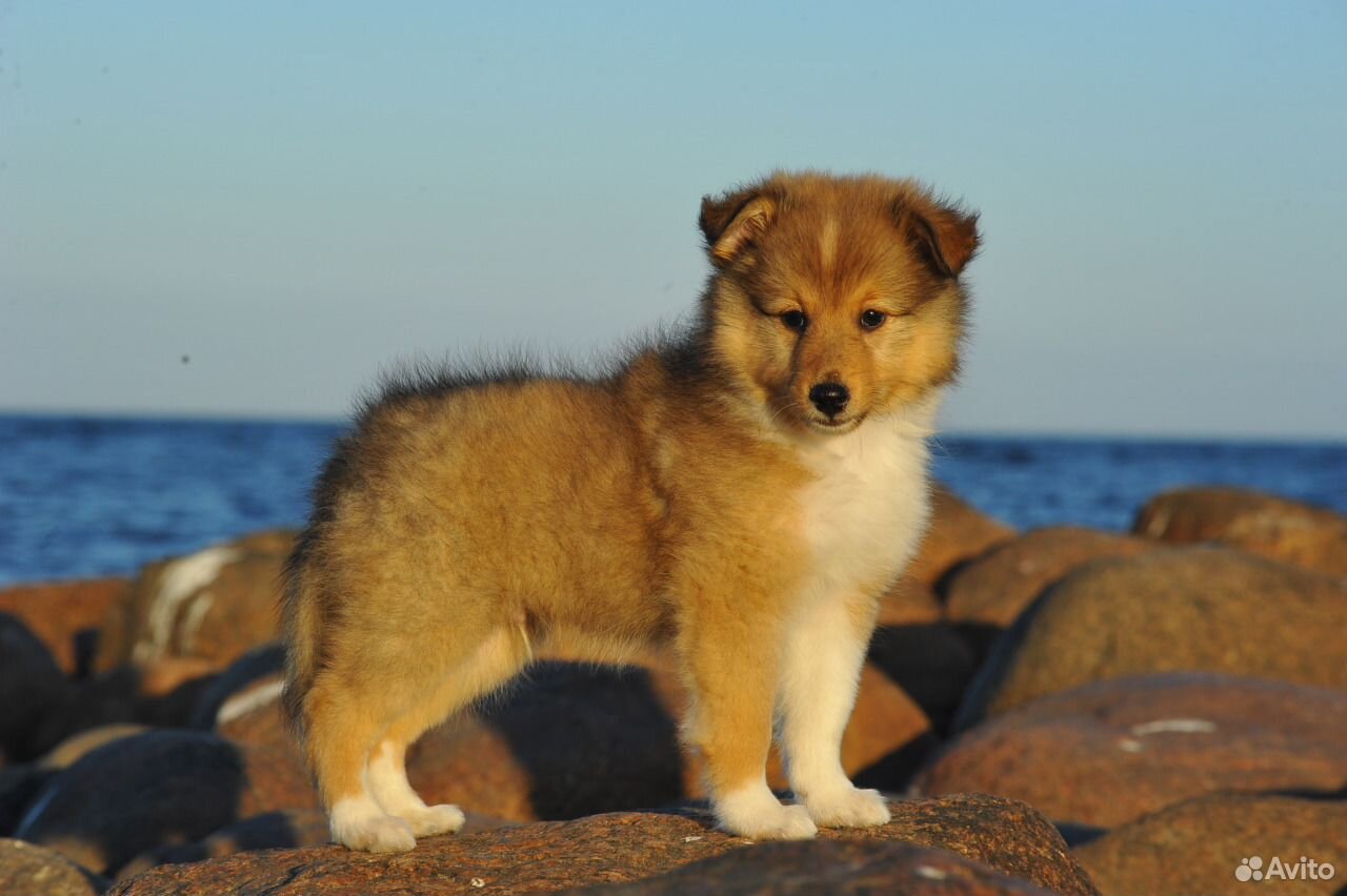 Шелти-друг Лучше прочих двух :)