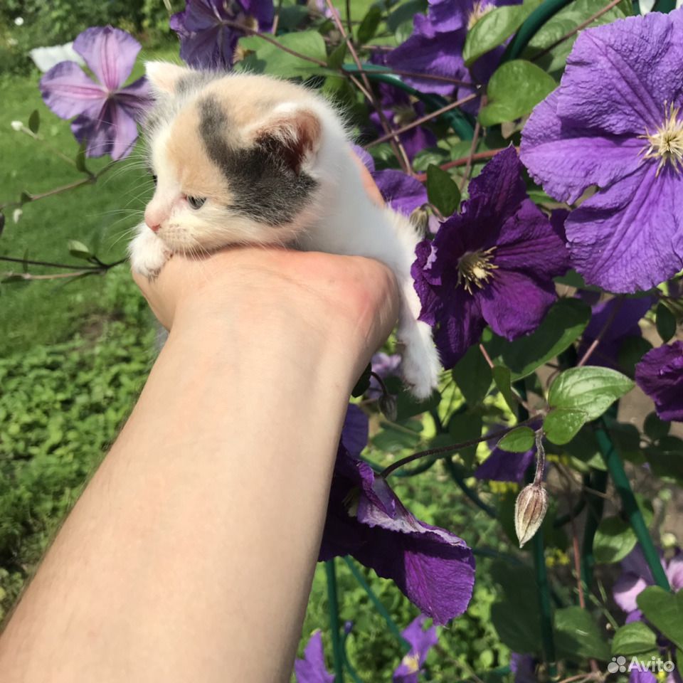 Подарю котёнка