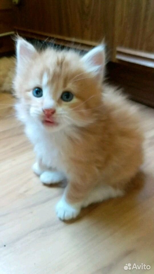 Котенок девочка рыжая