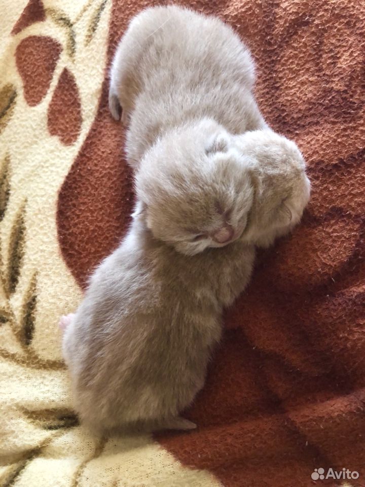 Британские котята