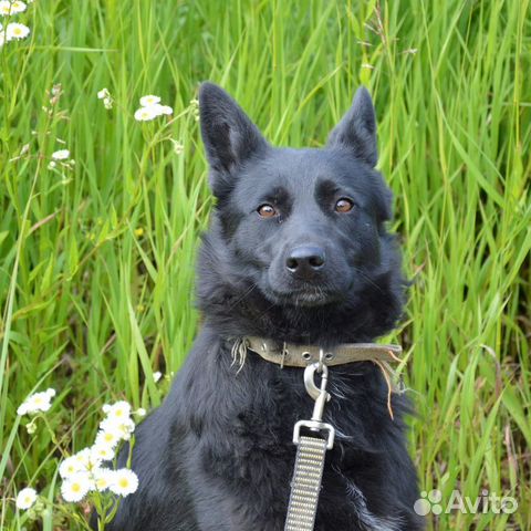 Собака в дар