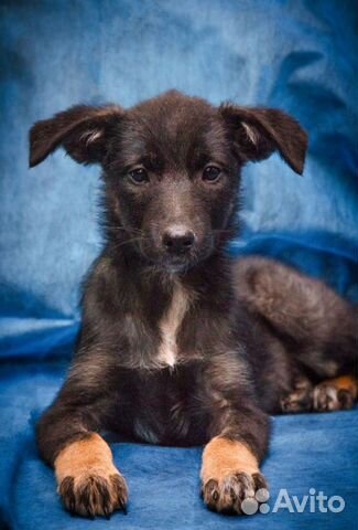 Щенок Тула - весёлая, плюшевая малышка