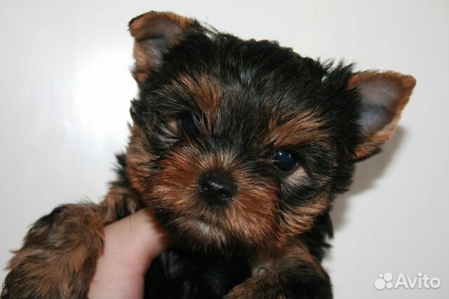 Йоркширский терьер - щенки для ценителей качества