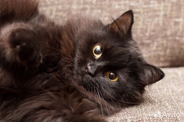 Пушистая желтоглазая красавица Наоми в добрые руки