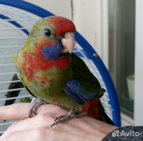 Продаю птенцов попугая розелла пенантовая
