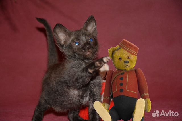 Маленький и миленький котёнок