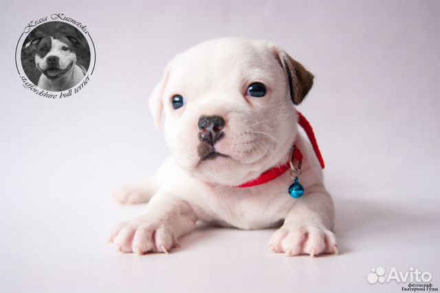 Мальчик Стаффордширского бультерьера