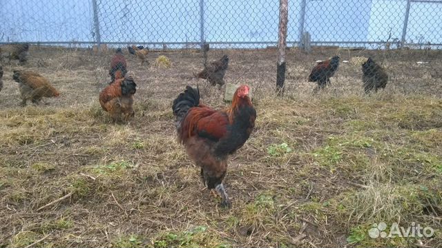 Брамы и австролорпы