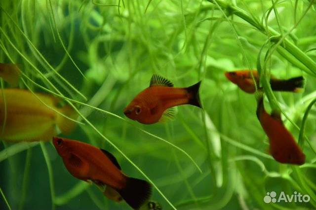 Меченосцы трех видов