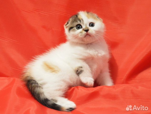 Яркая, эффектная черепашка скоттиш фолд