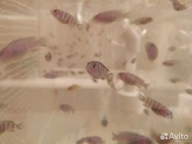 Псевдотрофеус Демасони