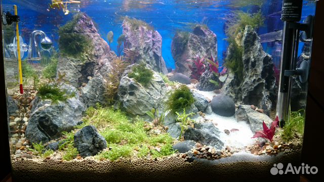 Оформление аквариумов любой сложности
