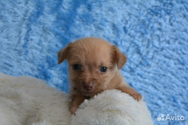 Пуховички ксоло мини