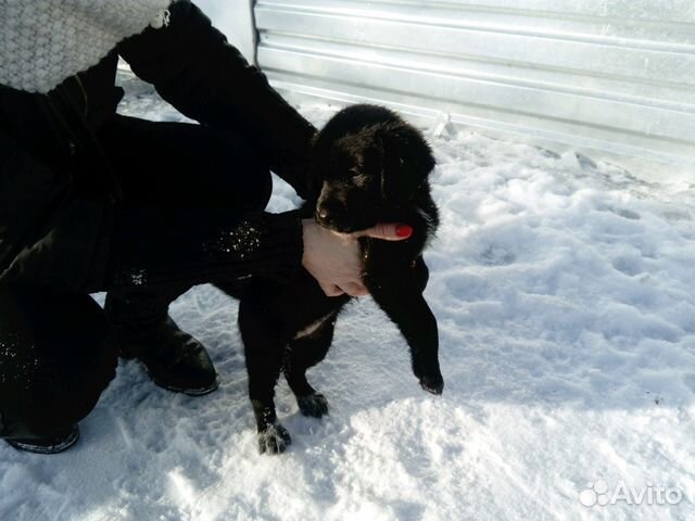 Метис кокер спаниеля