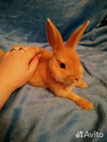 Кролики мальчики