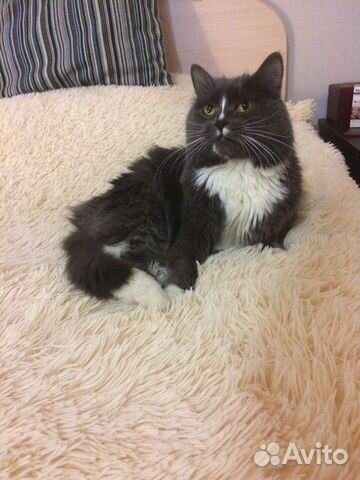 Котику нужен дом