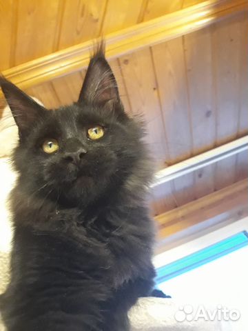 Замечательный ласковый мейн-кун котёнок (мальчик)