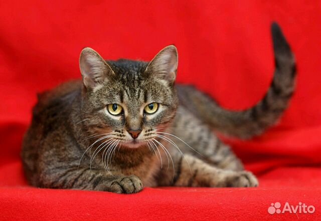 Капитолина ищет дом)