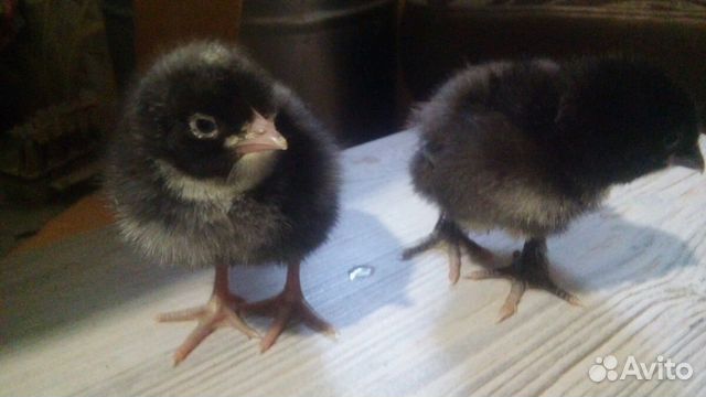 Цыплята.Индюшата