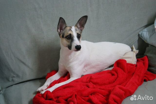 Собака-инвалид Вита Ищет дом