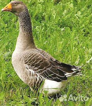 Шадринские,губеонаторские гуси