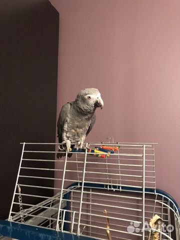 Попугай Жако