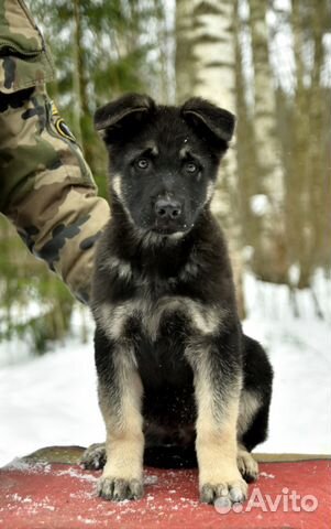 Щенки девочки и мальчишки