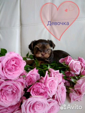 Шоко йорики