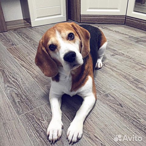 Бигль вязка