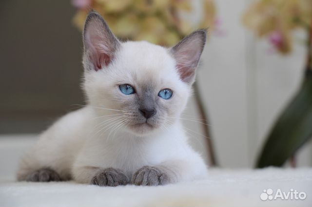 Тонкинская малышка - Резервирование