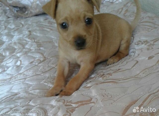 Щенки Той-Терьра