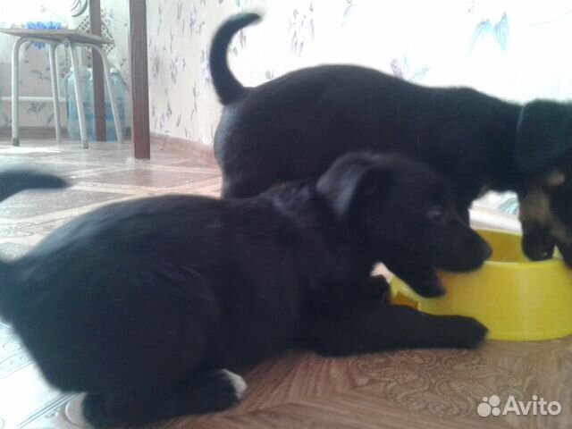 Такса (полукровки)